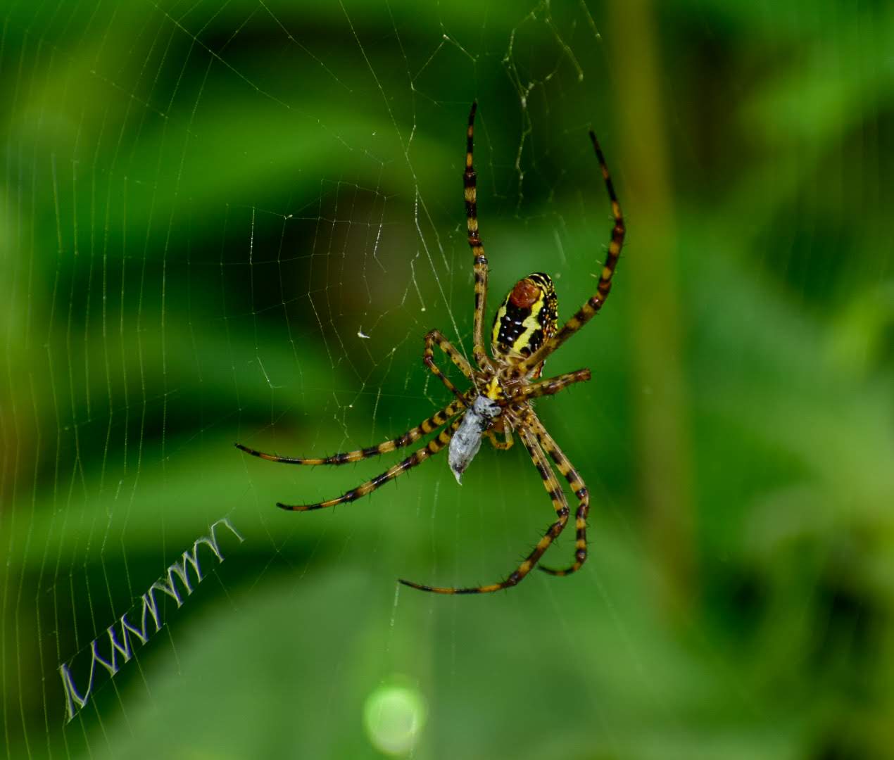 Photography - Chinmay Joshi