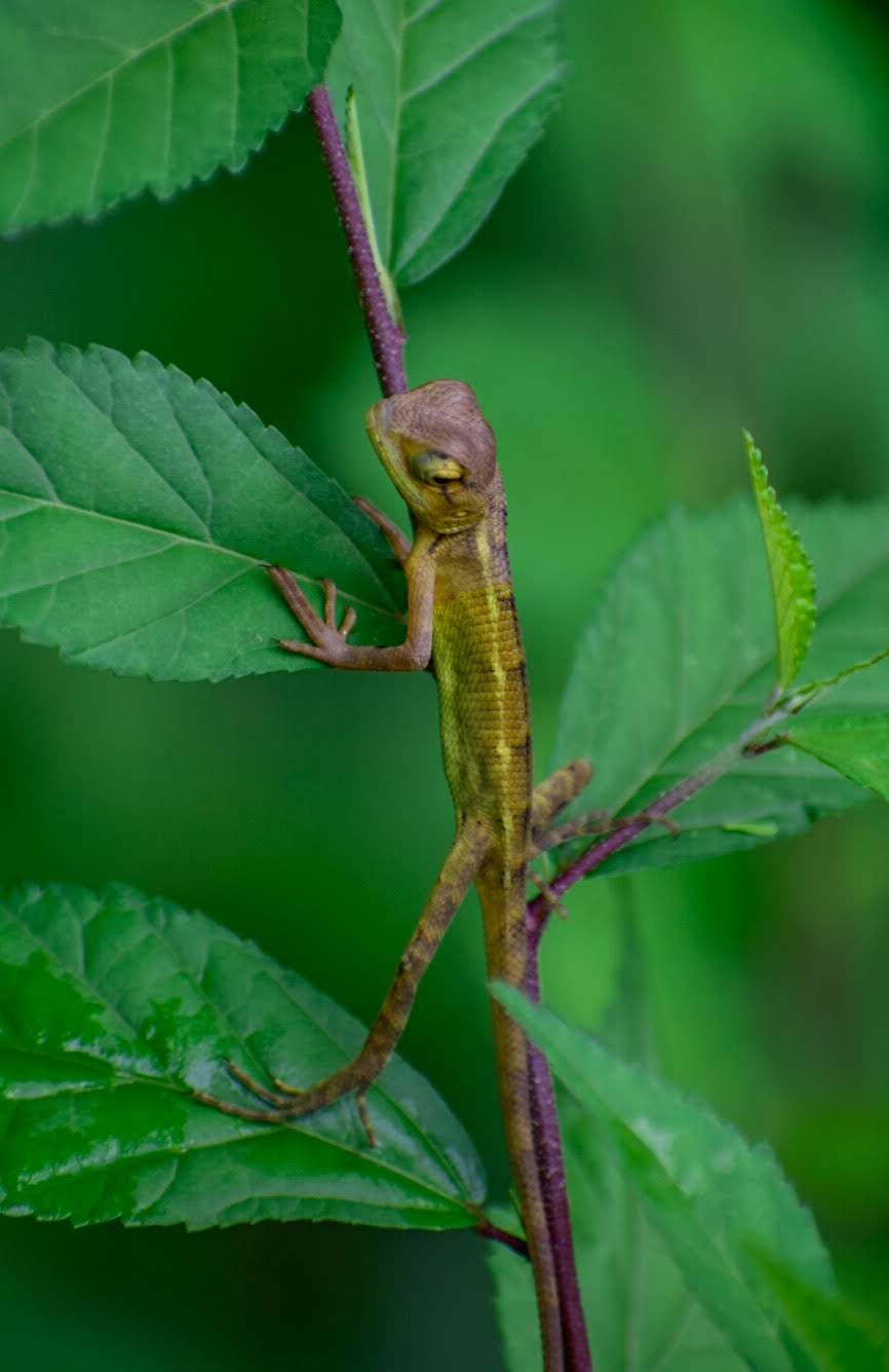 Photography - Chinmay Joshi