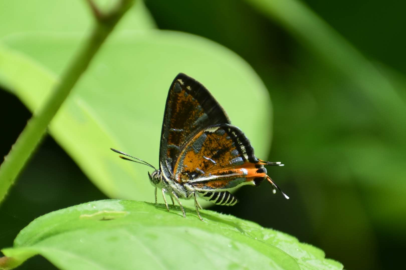 Photography - Chinmay Joshi