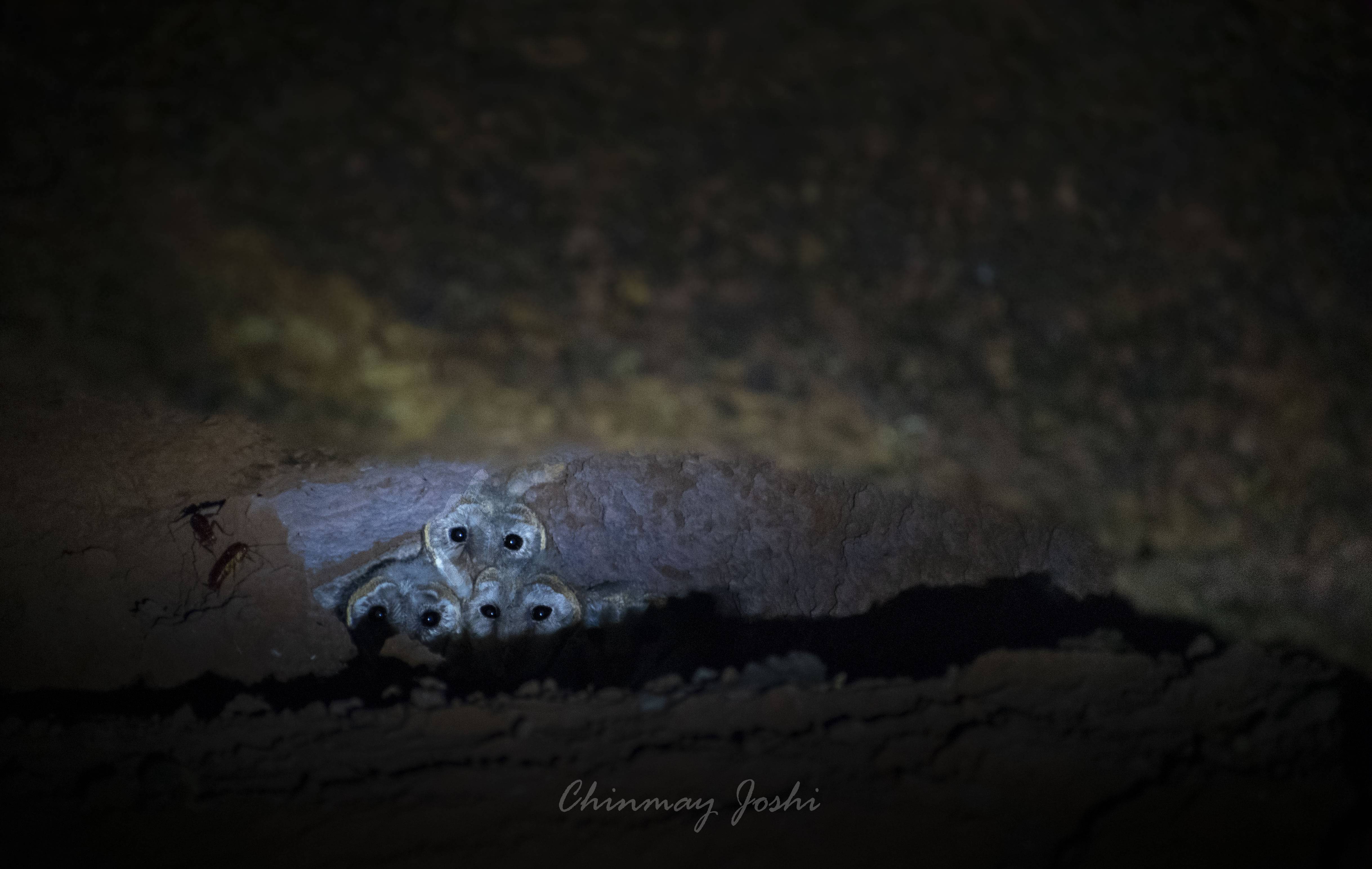 Photography - Chinmay Joshi