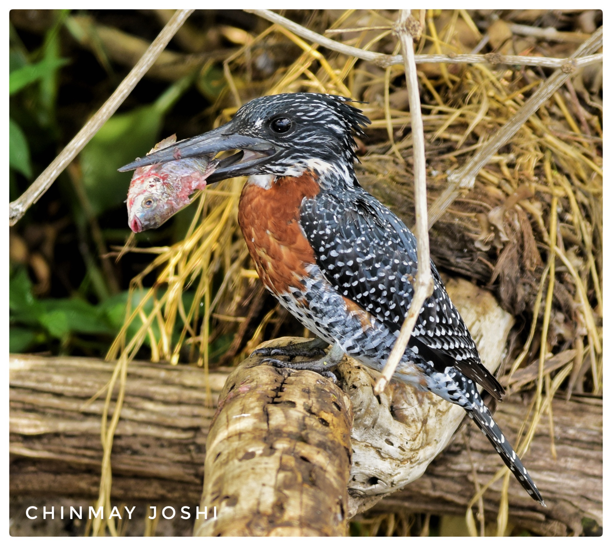 Photography - Chinmay Joshi