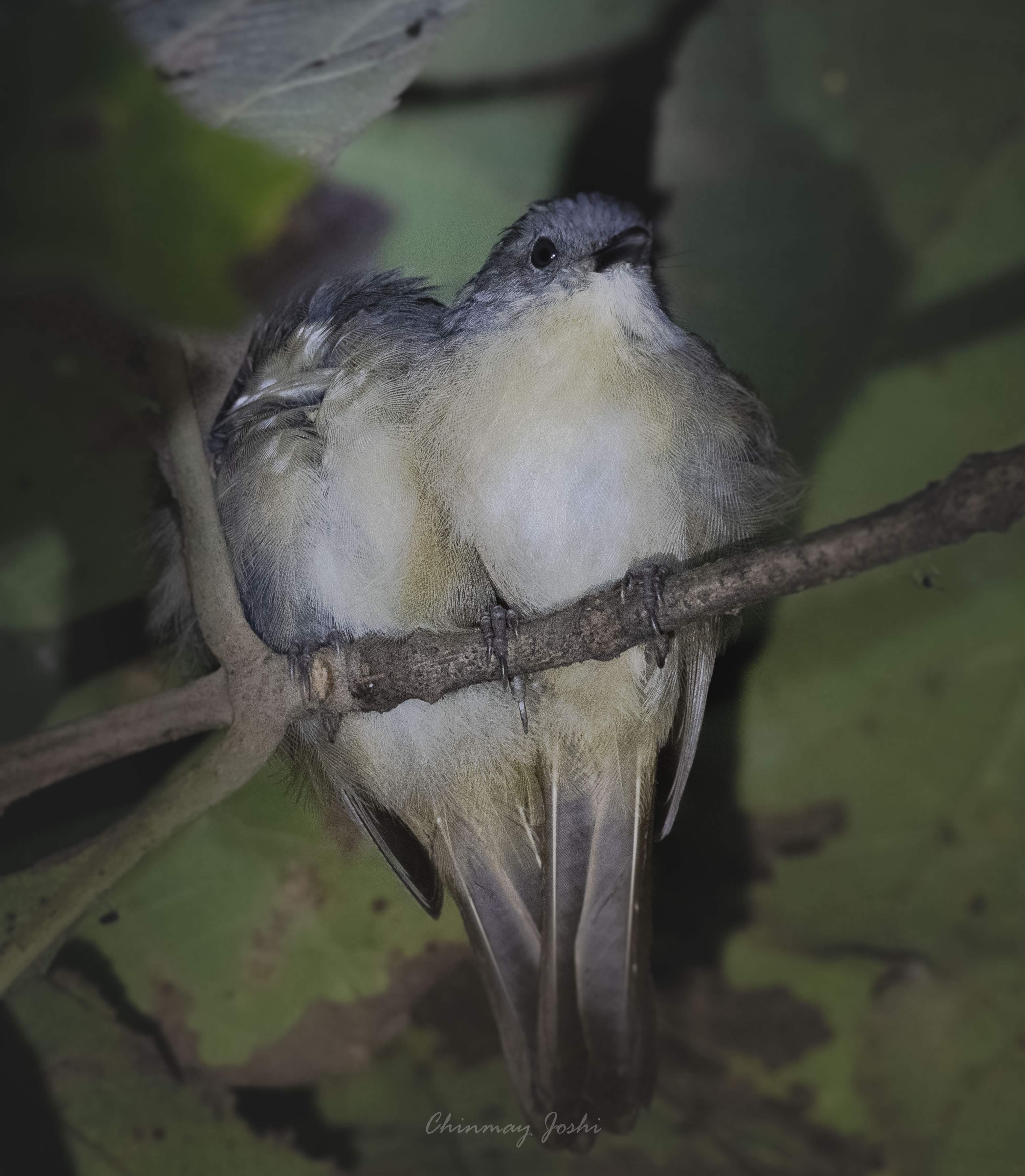 Photography - Chinmay Joshi